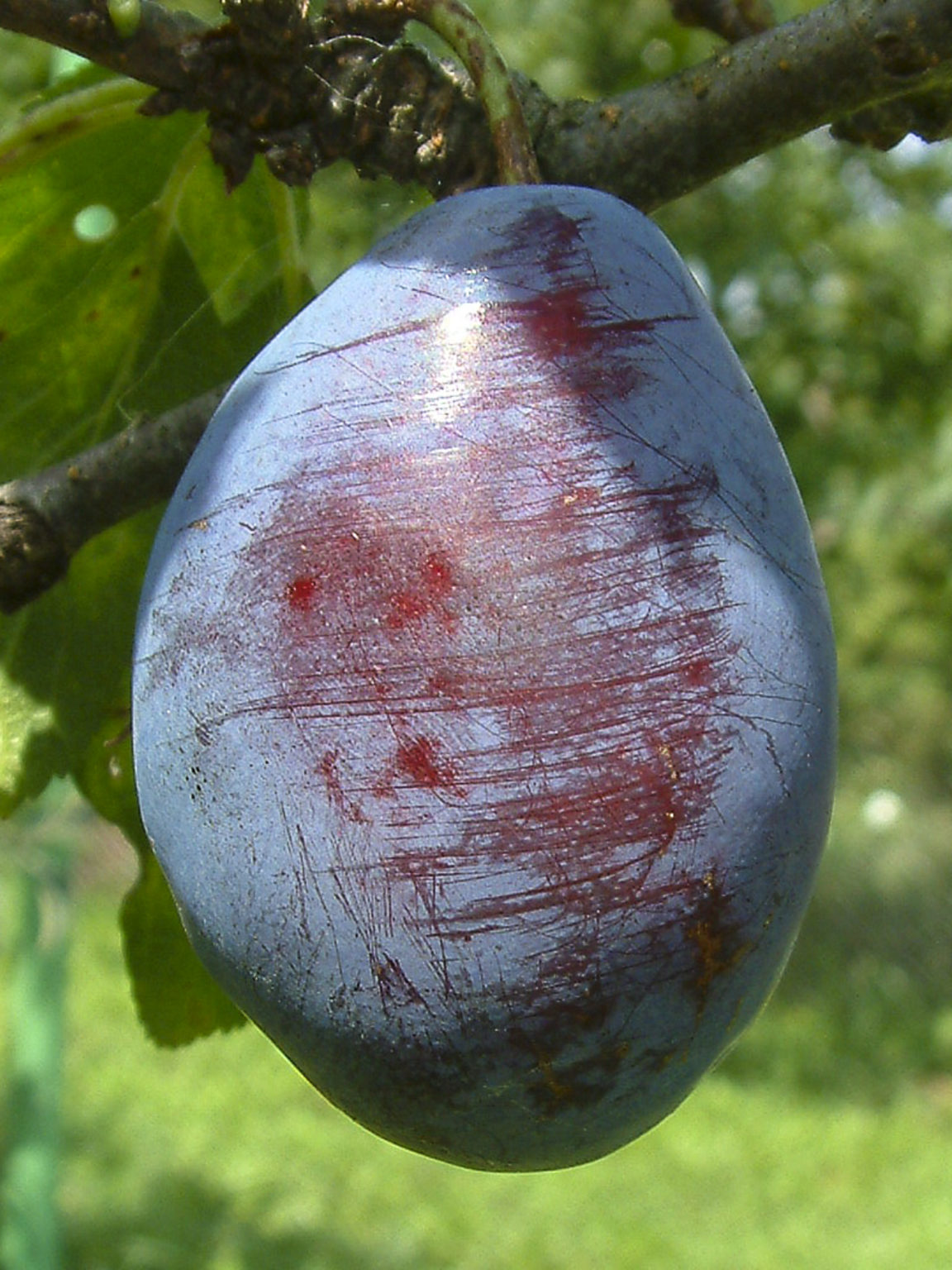 Rezidba, sorte i zaštita šljive - Gospodarski list