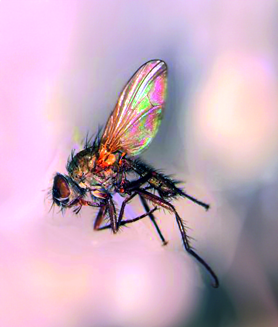 3 vrste muha koje uzrokuju najveće štete u uzgoju lukovičastog povrća ...