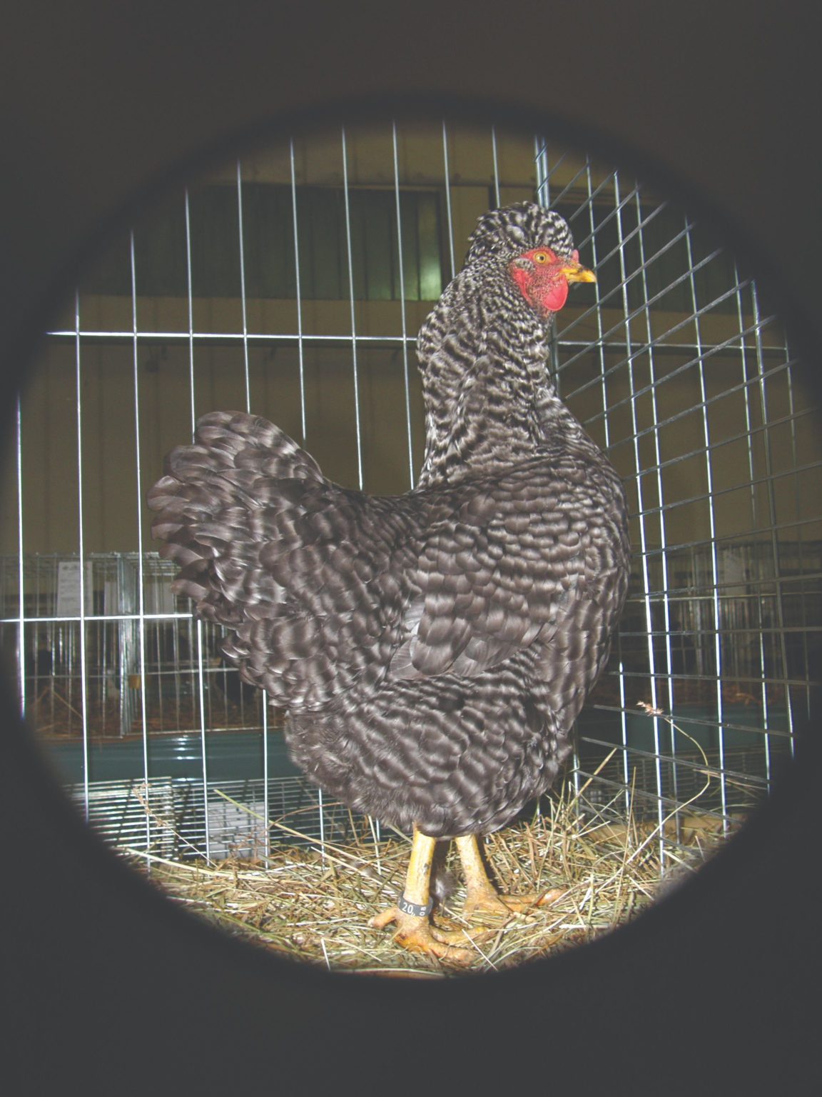 Koje su pasmine kokoši pogodne za početnike? - Gospodarski list