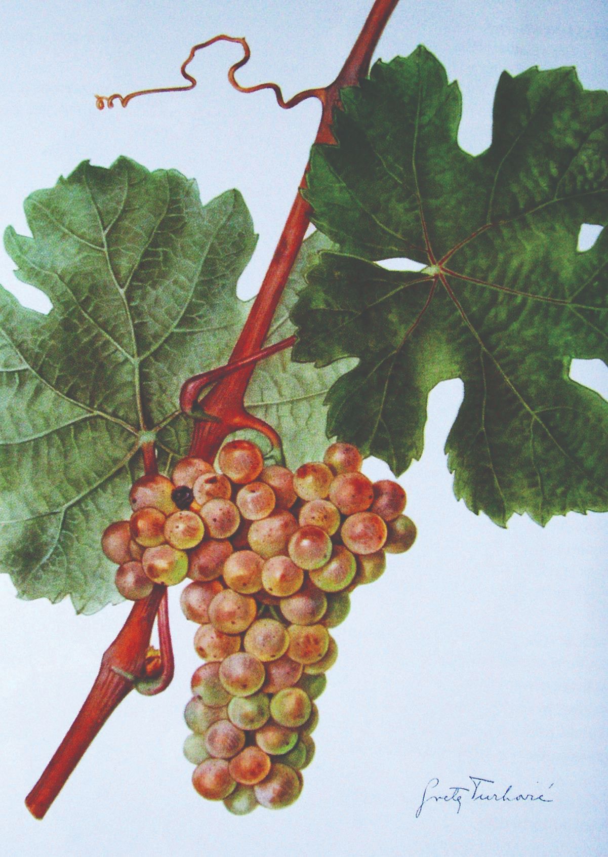 Rizling rajnski - Rolls Royce bijele kapljice - Gospodarski list