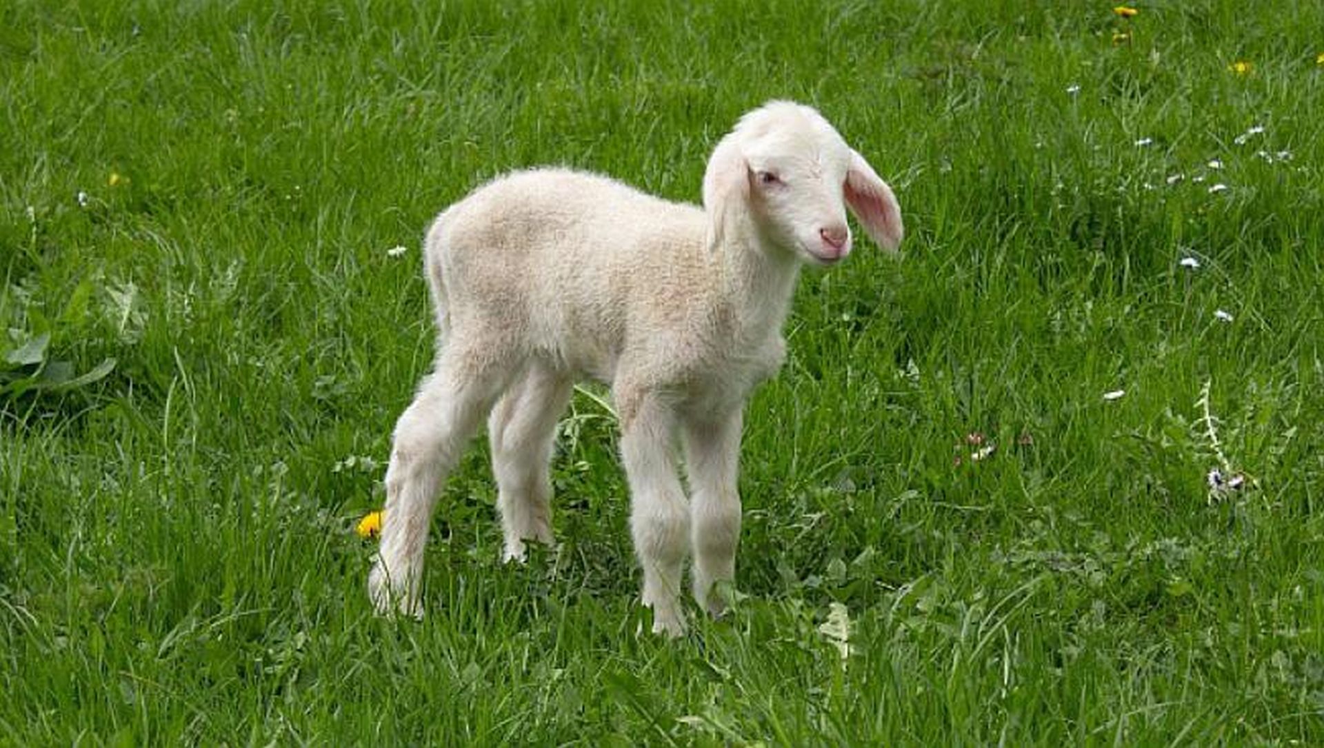 Koji su stadiji janjenja? - Gospodarski list