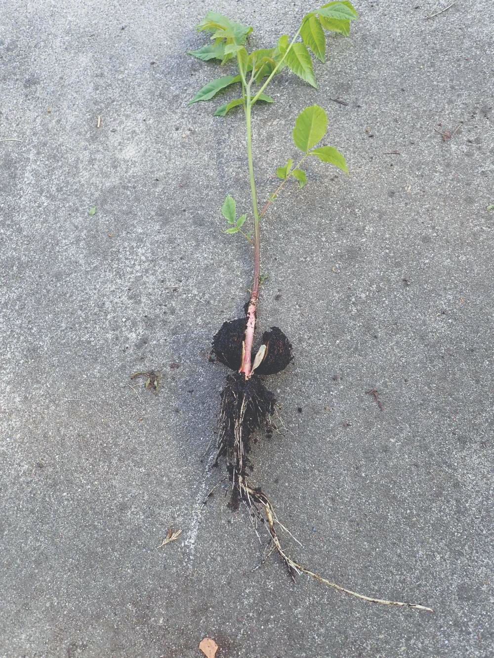 Na koji razmak posaditi sadnice oraha? - Gospodarski list