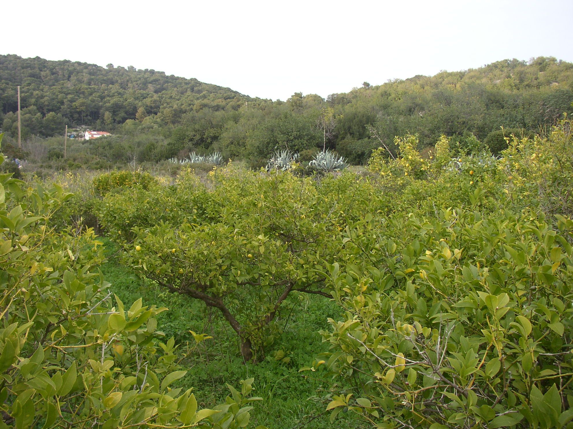 Uzgoj limuna - široka upotreba, a zapostavljen u Hrvatskoj ...