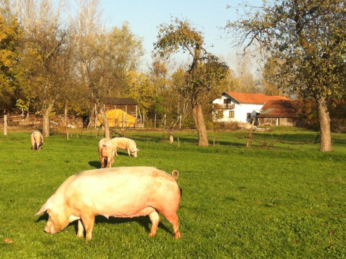 Dobrobit svinja i kakvoća mesa - Gospodarski list
