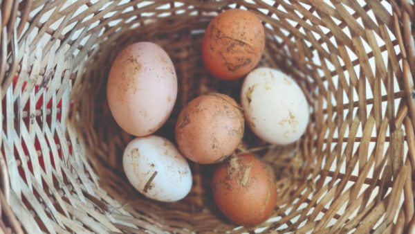 Čuvanje i čistoća kokošjih jaja - Gospodarski list