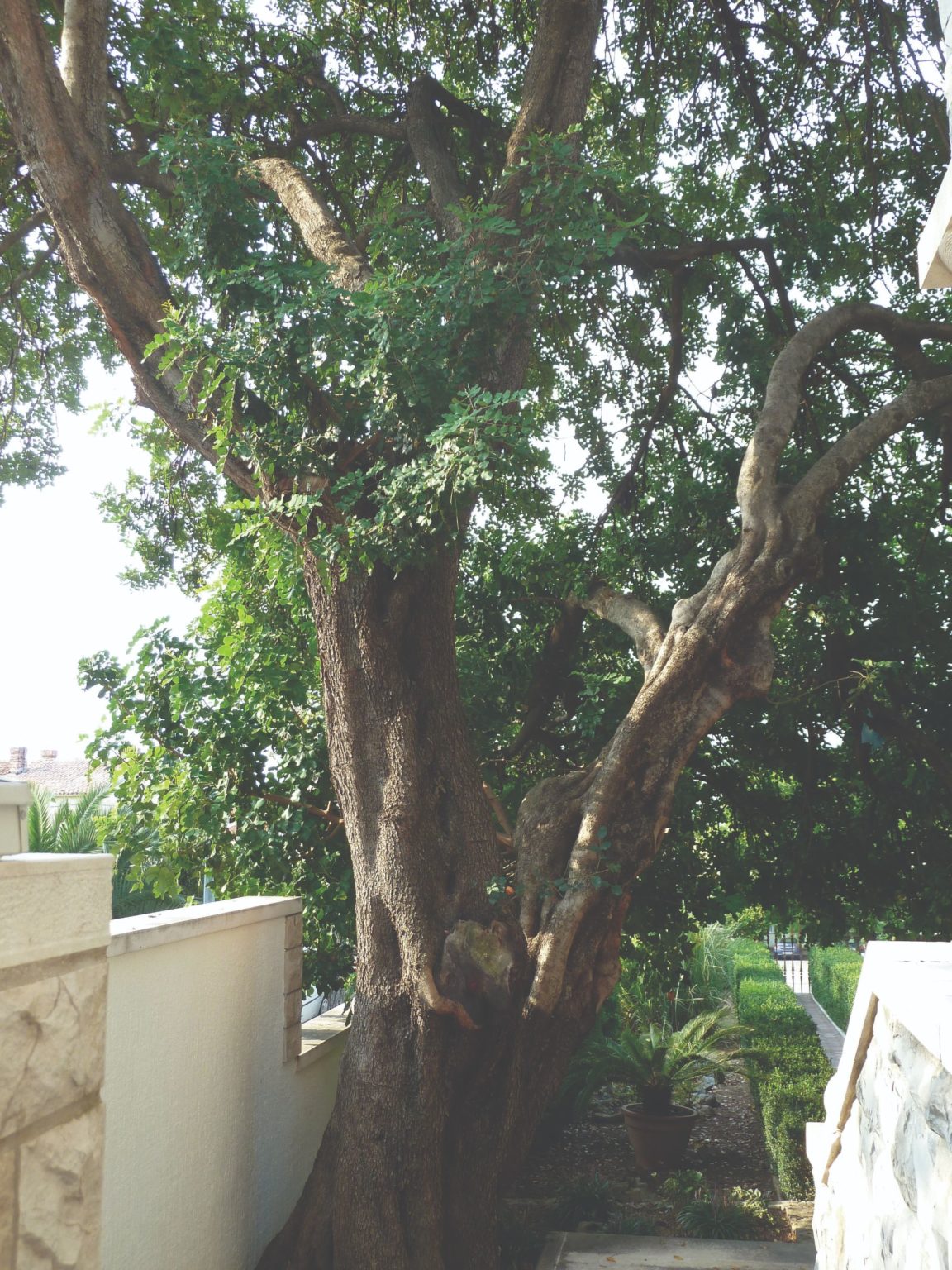 Rogač - višestruko koristan! - Gospodarski list