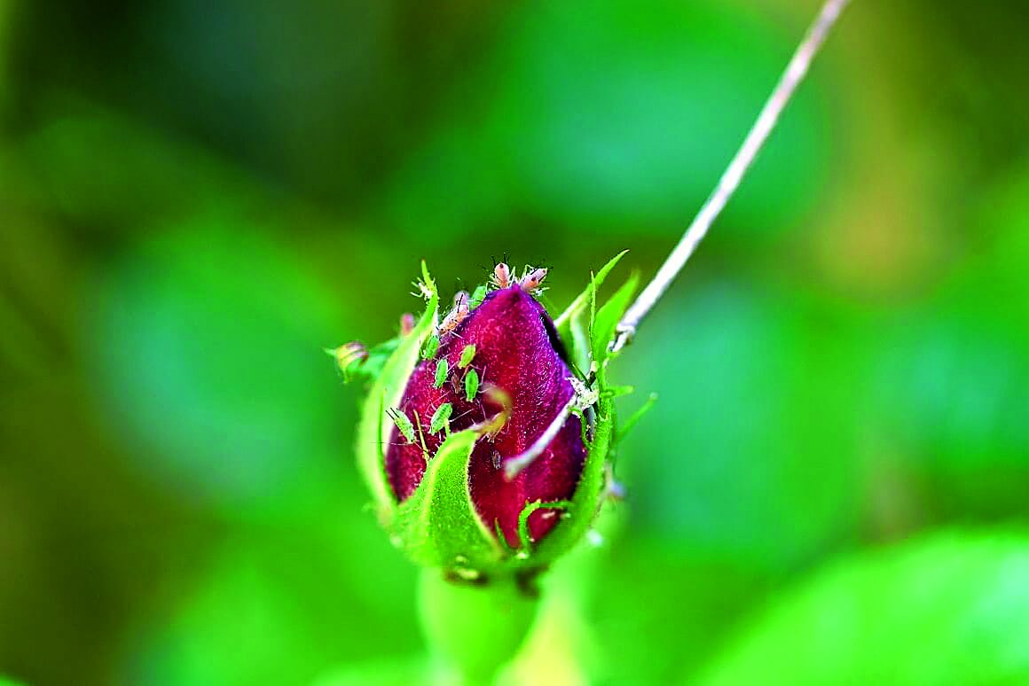 Bolesti i štetnici ruža - kako do zdravih ruža? - Gospodarski list