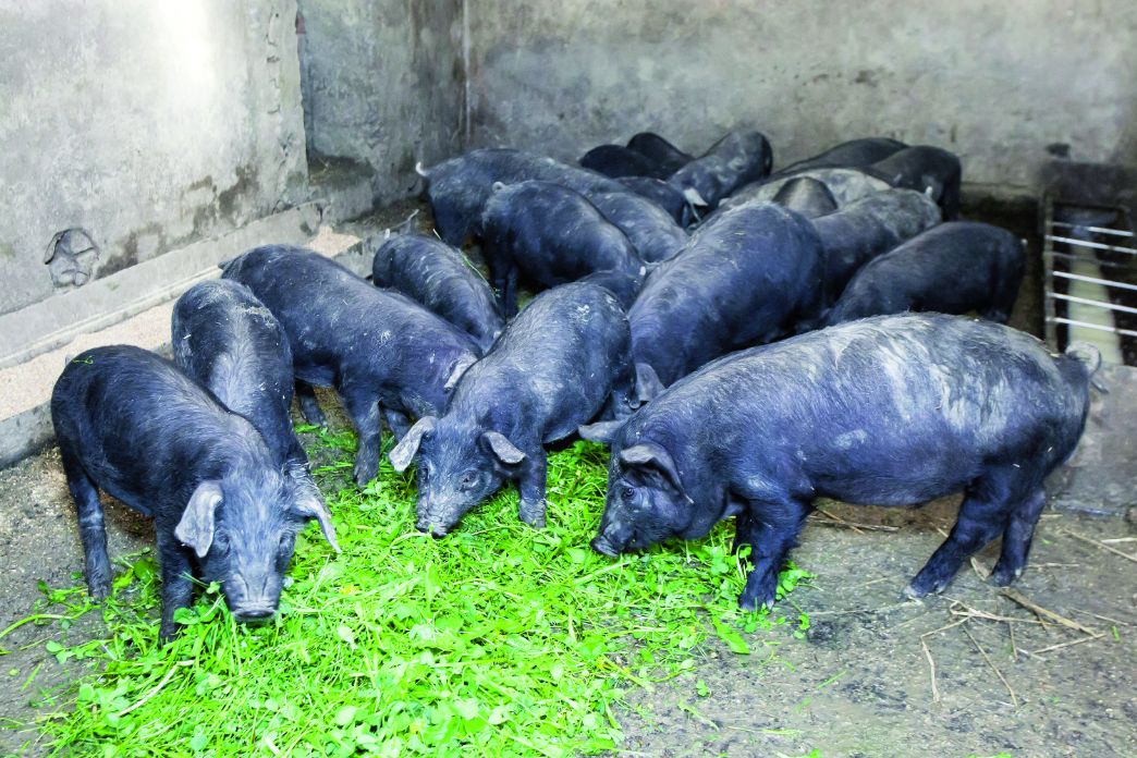 Farma svinja za početnike - Gospodarski list