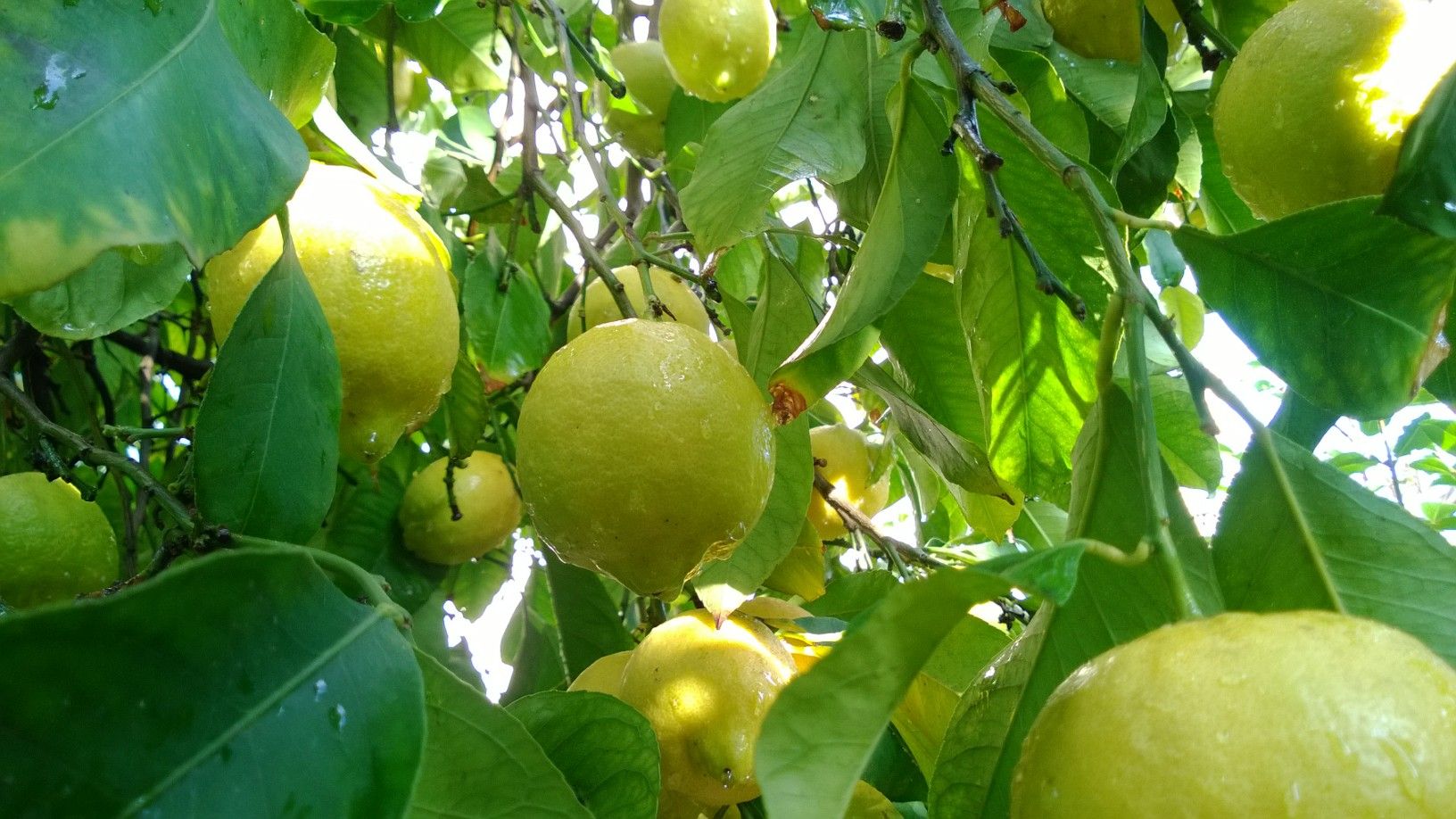 Uzgoj limuna - široka upotreba, a zapostavljen u Hrvatskoj ...