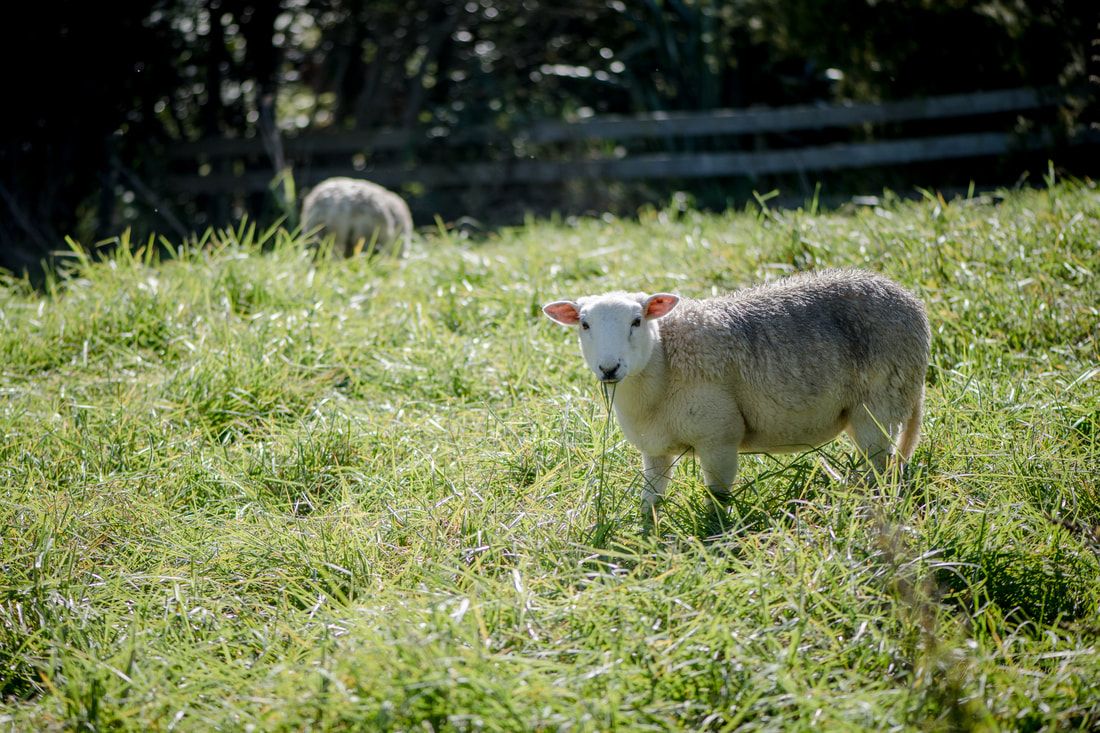 Što životinje vole pasti? - Gospodarski list