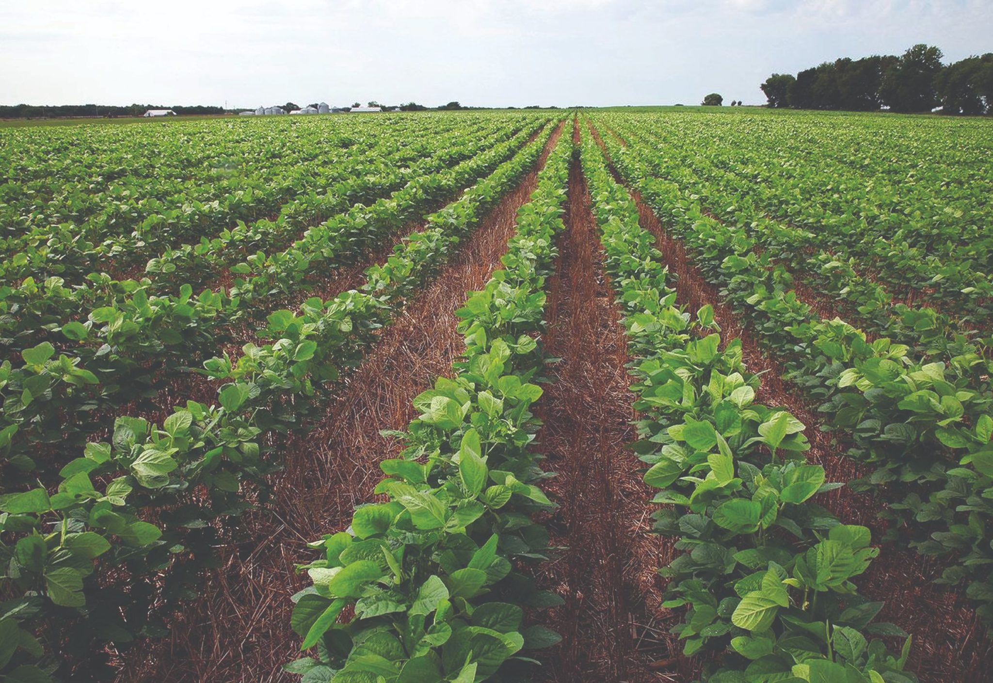 Uzgoj soje – veliki izazov u 2022. godini - Gospodarski list