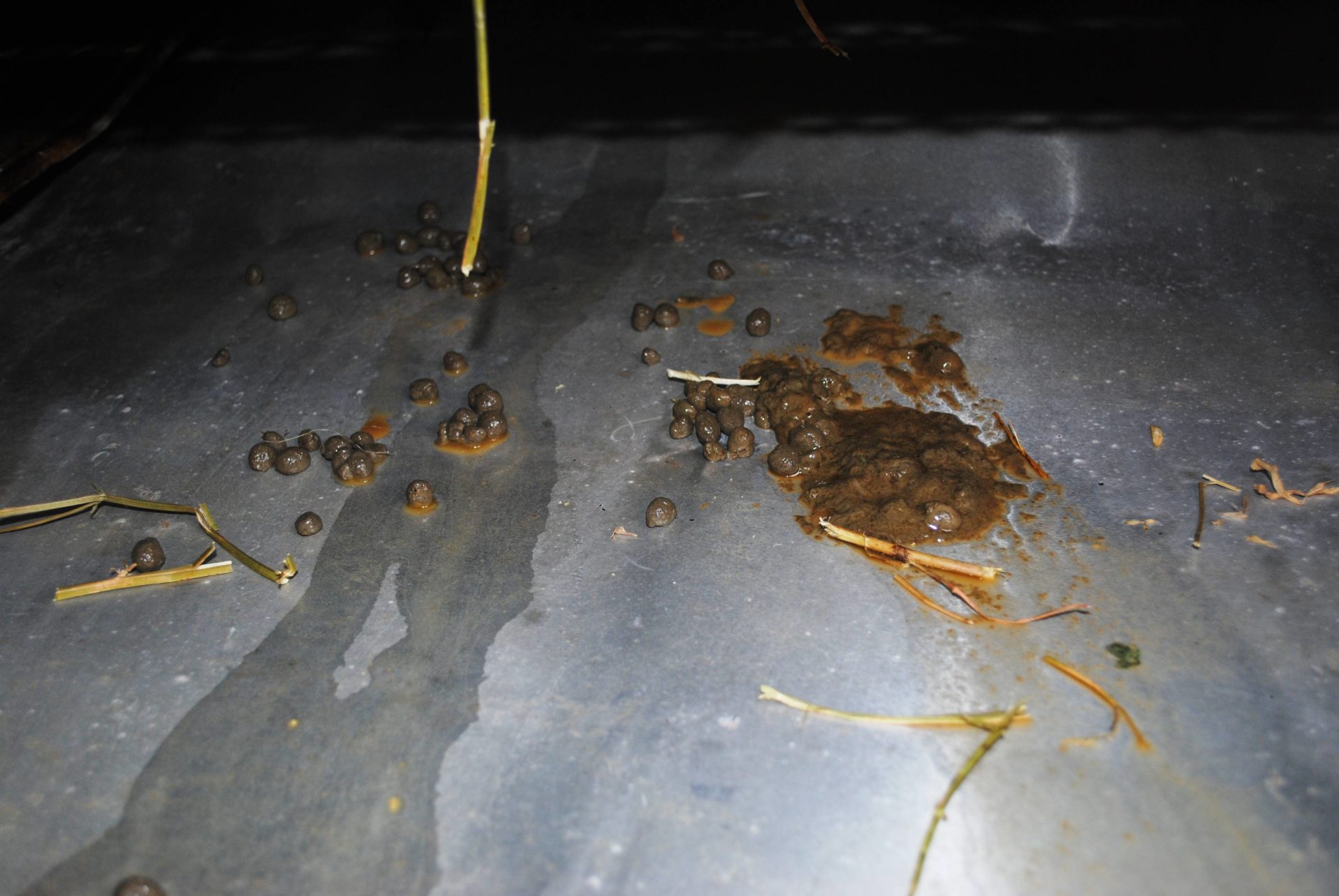 Zašto najčešće nastaje proljev kod kunića? - Gospodarski list