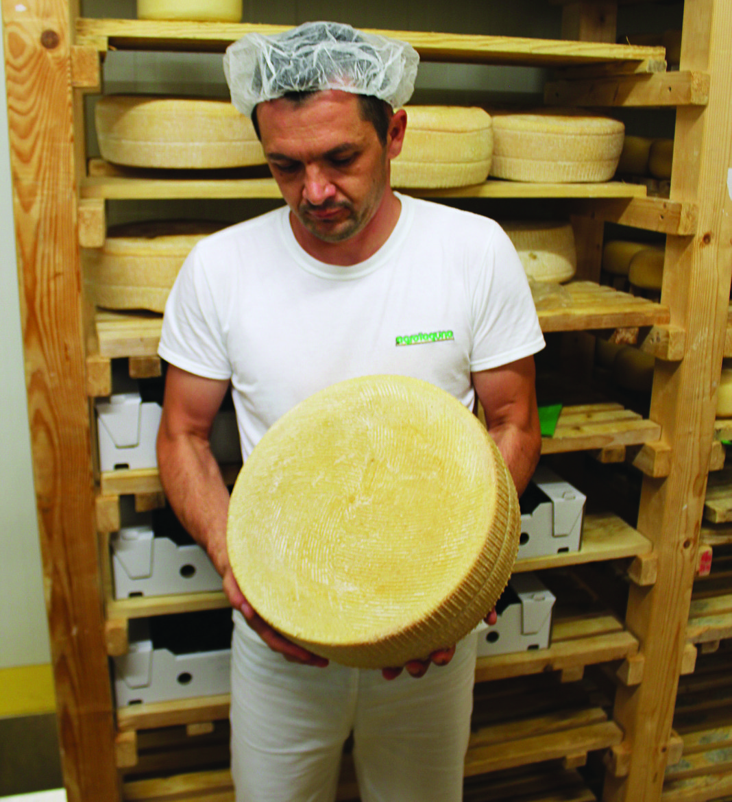 Istarski sir Špin – prirodan i fin - Gospodarski list