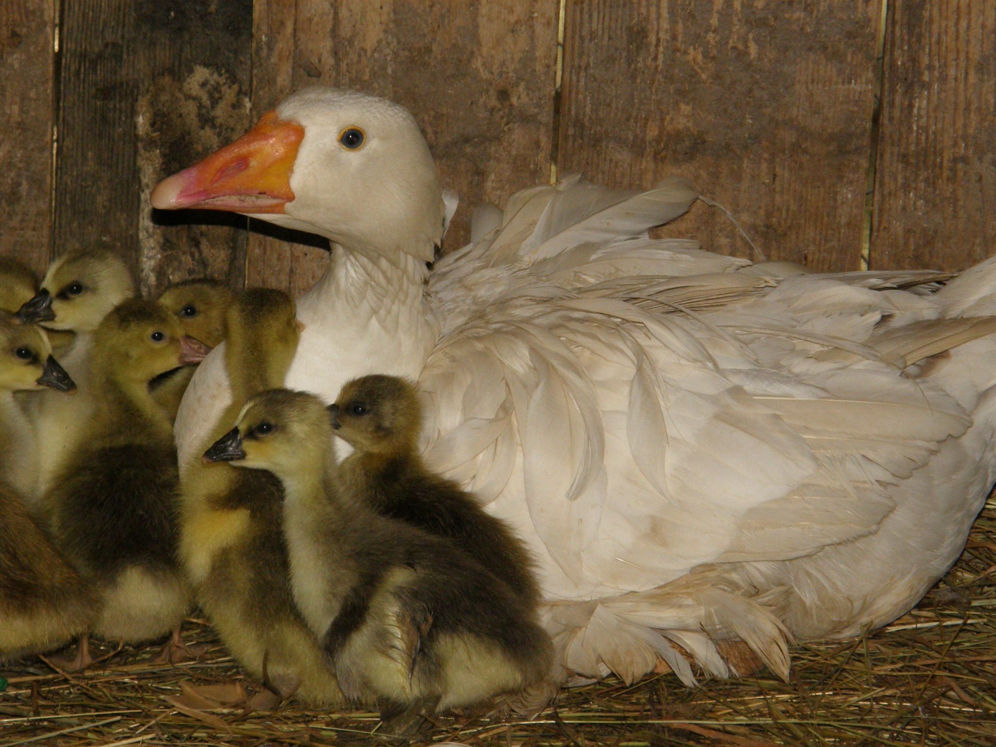 Uzgoj gusaka na malim gospodarstvima - Gospodarski list