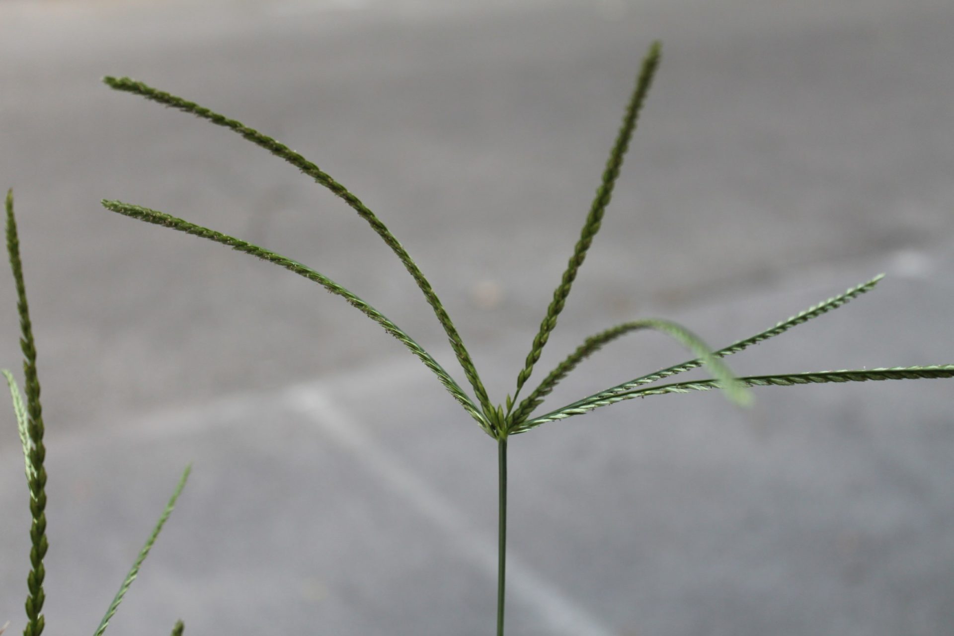 Zubača - trava koja prkosi suši - Gospodarski list