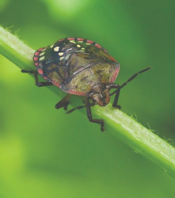 Stjenice "napadaju" povrtnjake - Gospodarski list