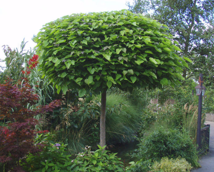 Katalpa ne raste - Gospodarski list