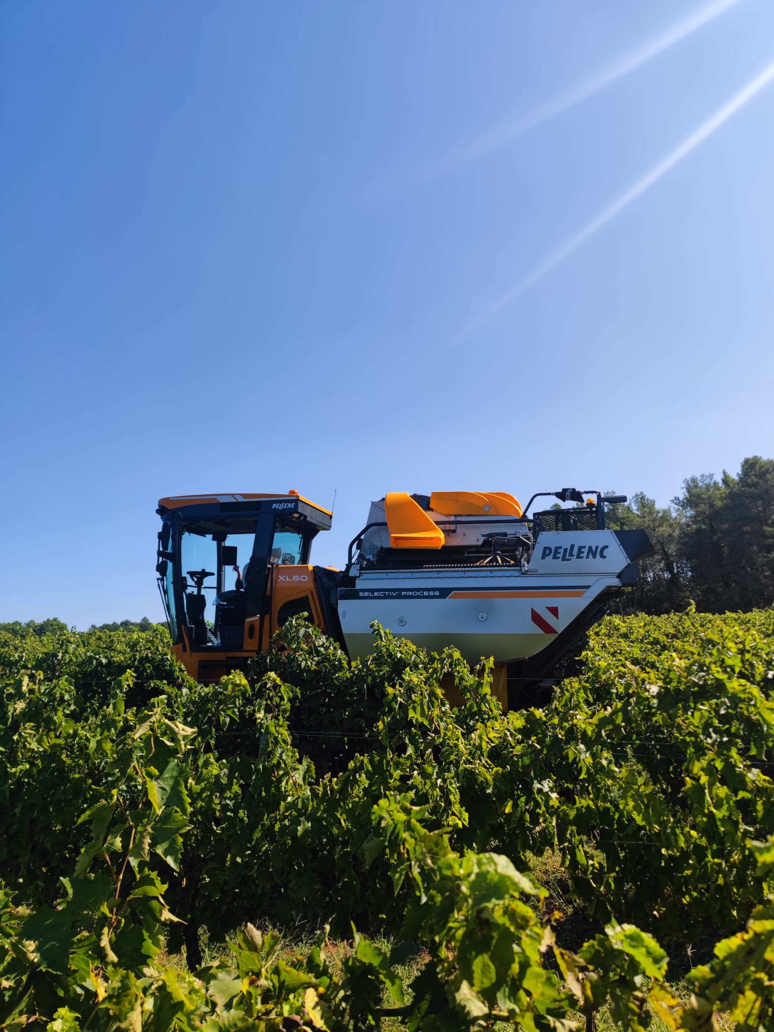 U tijeku je berba grožđa u vinogradima kompanija Fortenova grupe ...