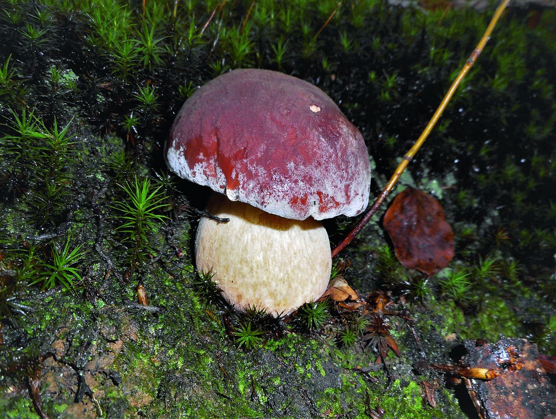 Jestive gljive - Gospodarski list