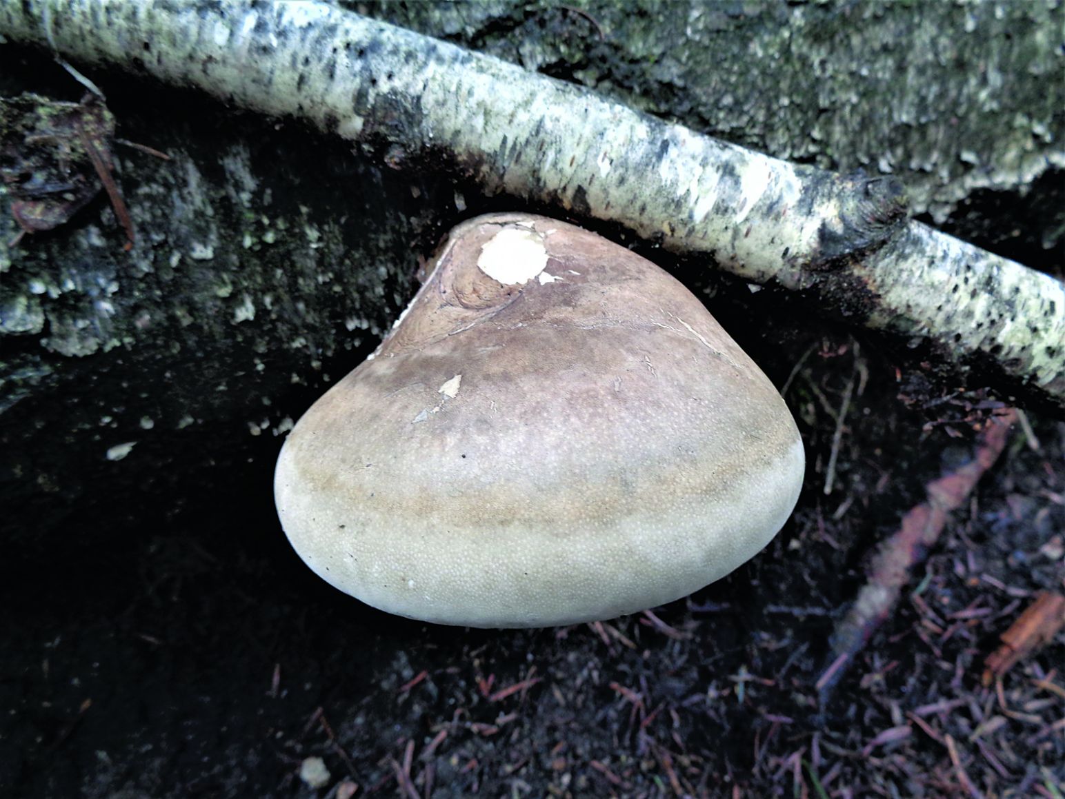 Ljekovite gljive - Gospodarski list