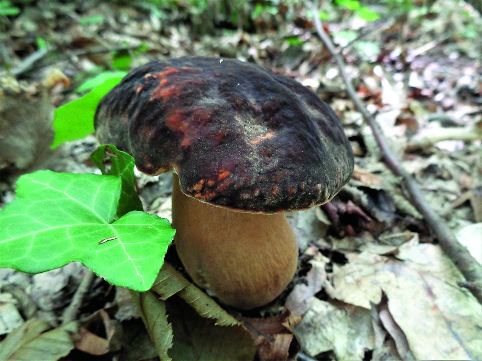 Jestive gljive - Gospodarski list