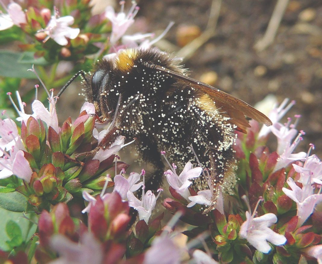 Bumbarov let važan u poljoprivredi - Gospodarski list