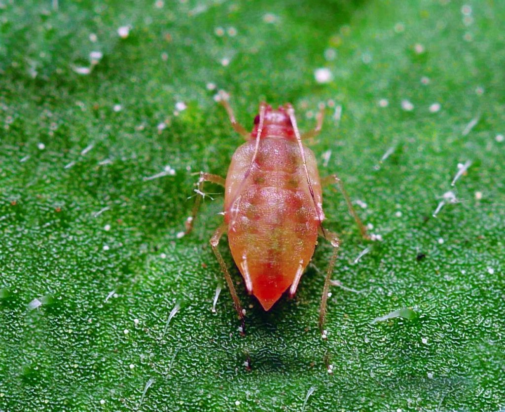 Lisne uši na povrću i njihovo suzbijanje - Gospodarski list