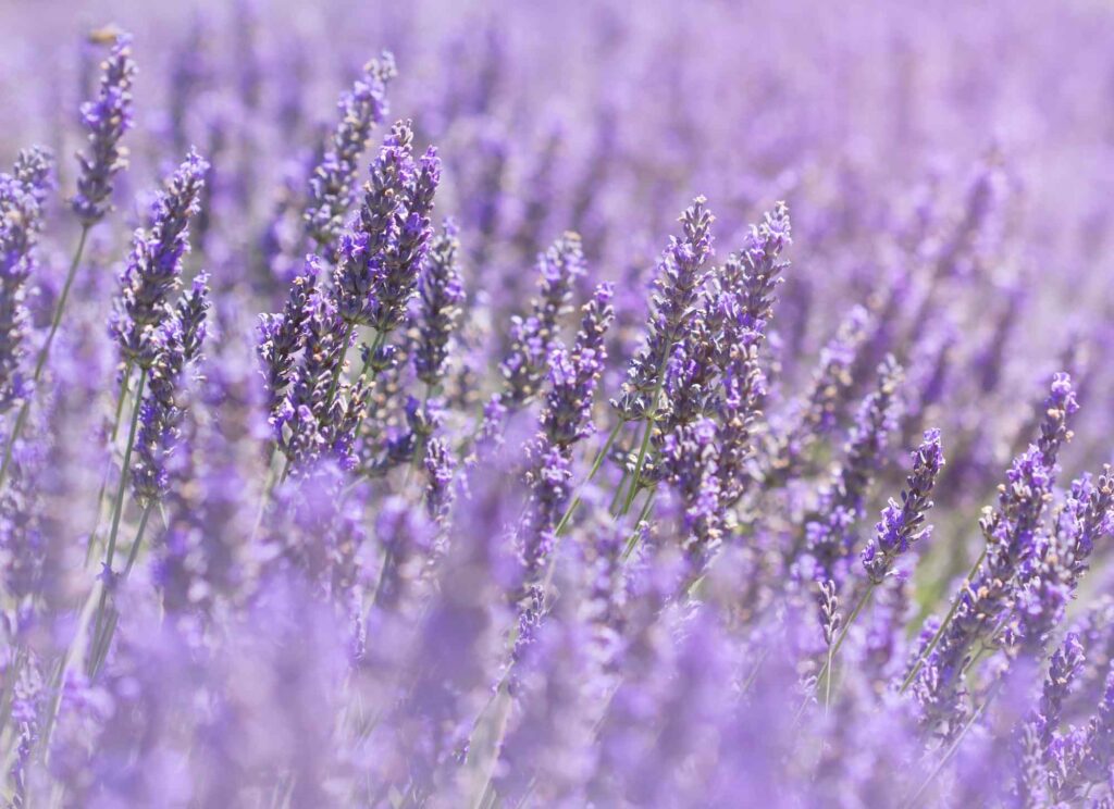 Lavanda - simbol sredozemnog vrta - Gospodarski list