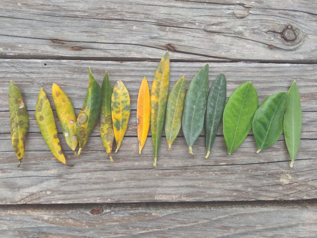 Boje jeseni - Gospodarski list