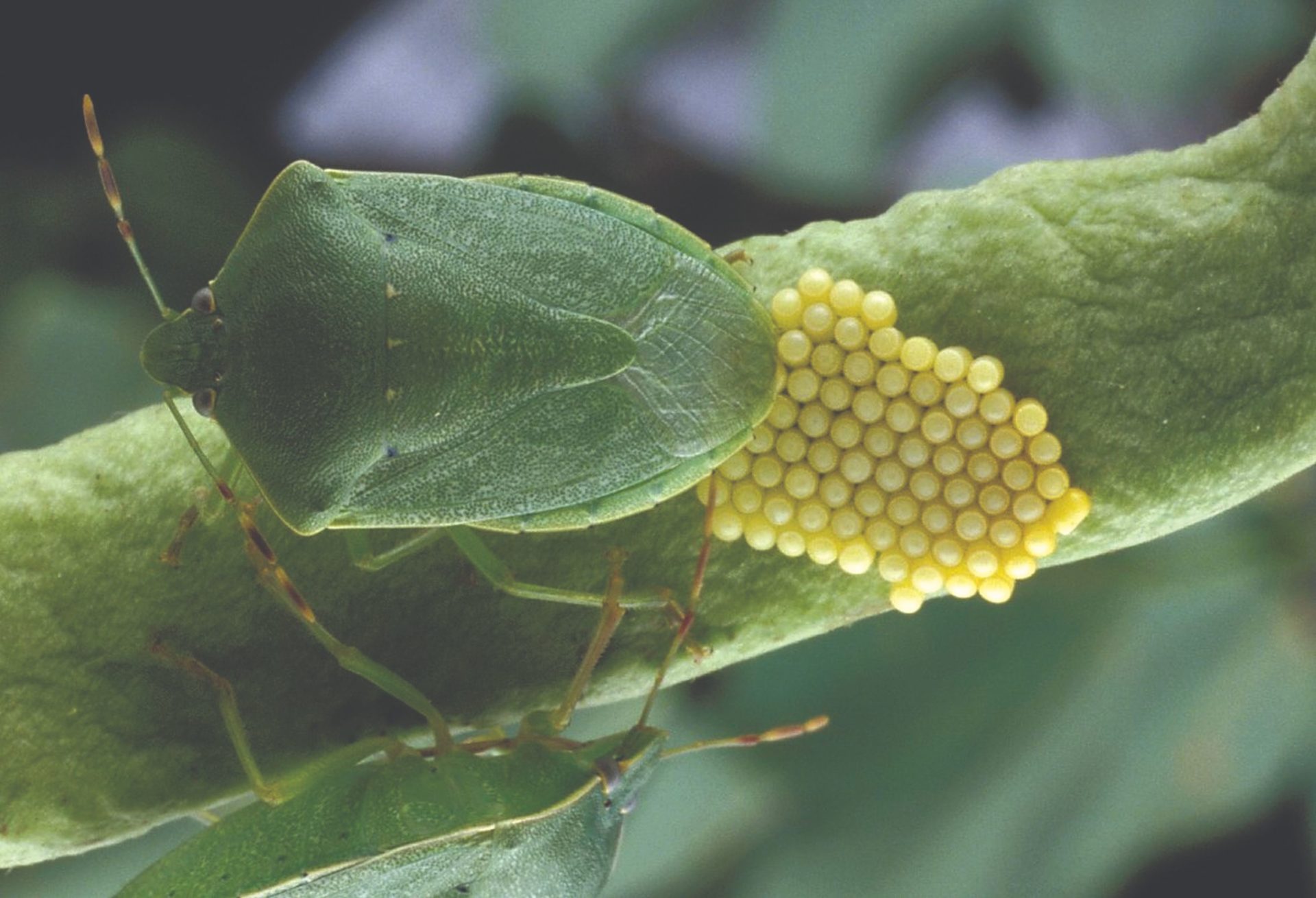 Stjenice "napadaju" povrtnjake - Gospodarski list