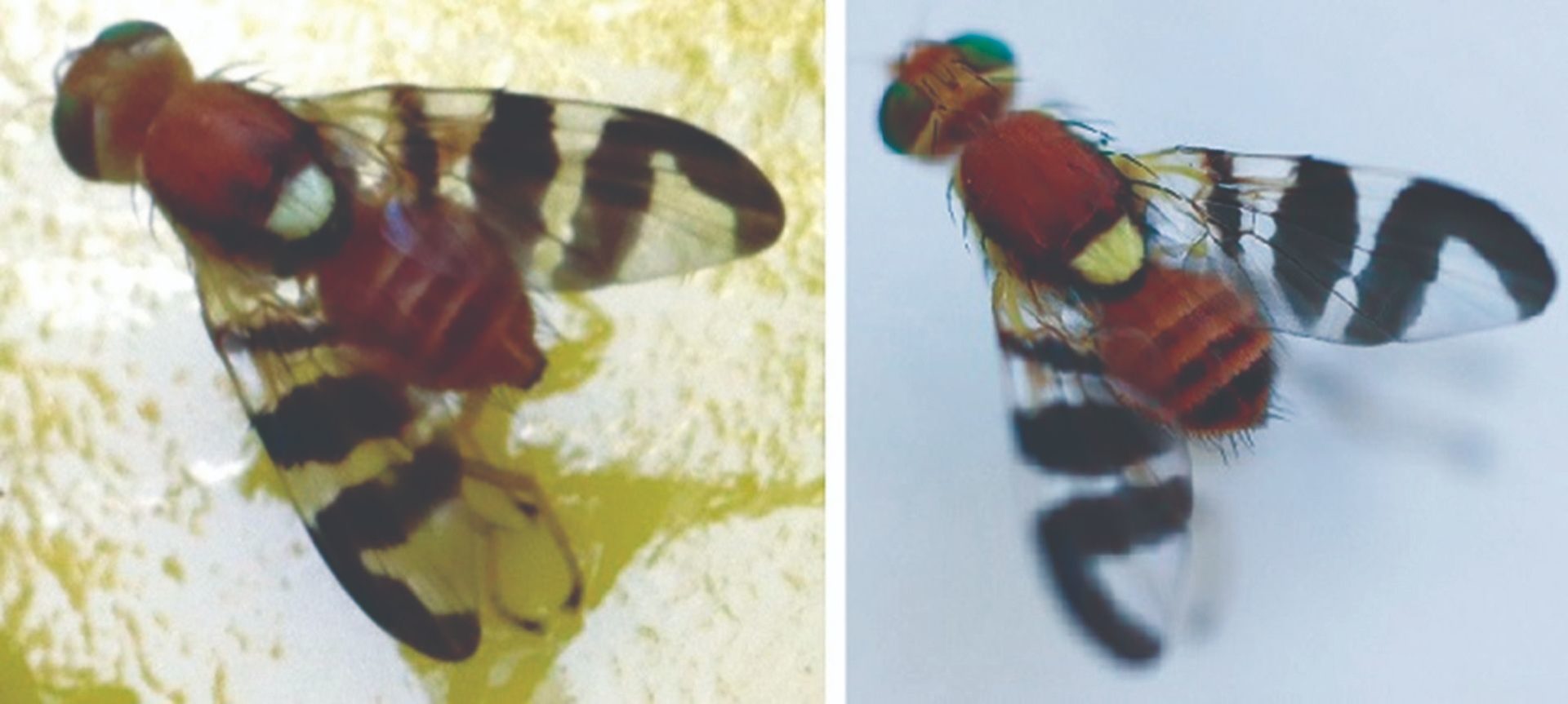 Orahove muhe poharale nasade oraha u Osječko-baranjskoj županiji ...