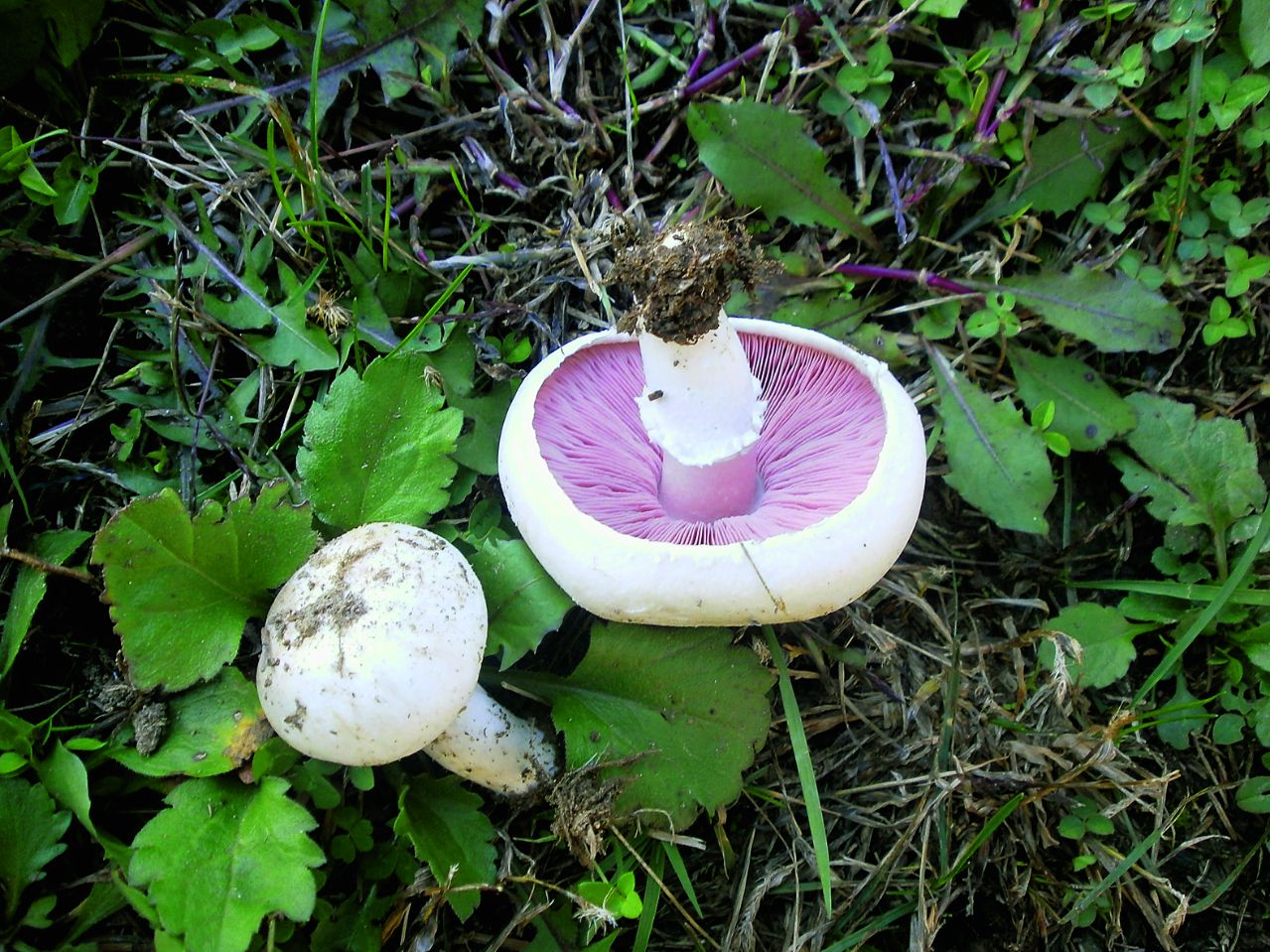 Jestive gljive - Gospodarski list