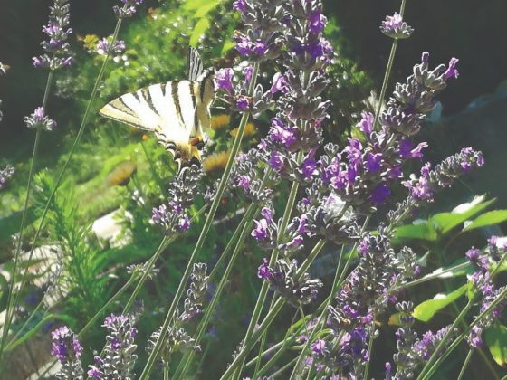 Leptir prugasto jedarce - Gospodarski list