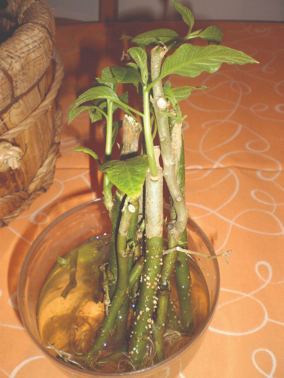 Kako razmnožiti grm reznicama? - Gospodarski list