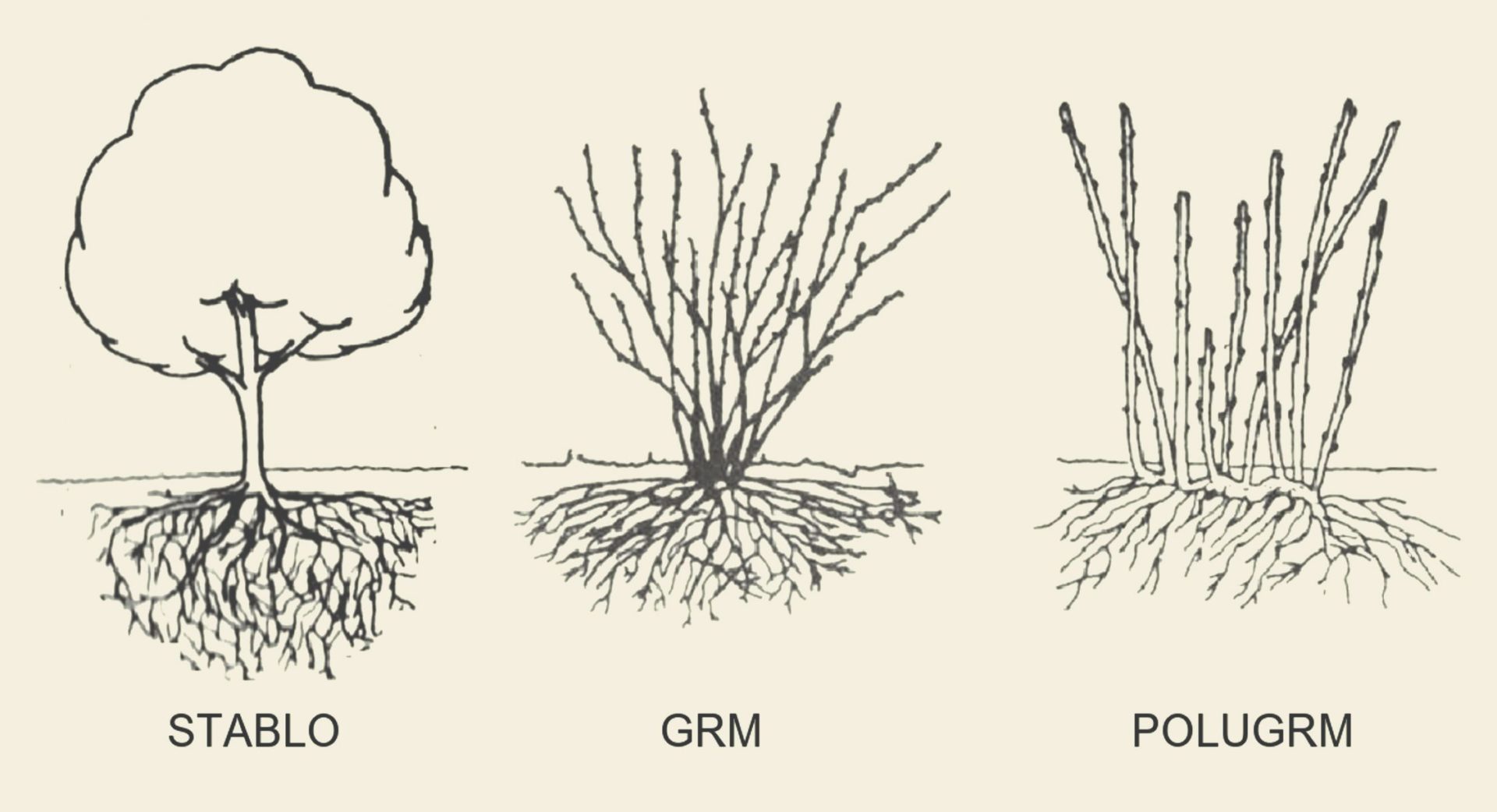 Kako oblikovati voćku? - Gospodarski list
