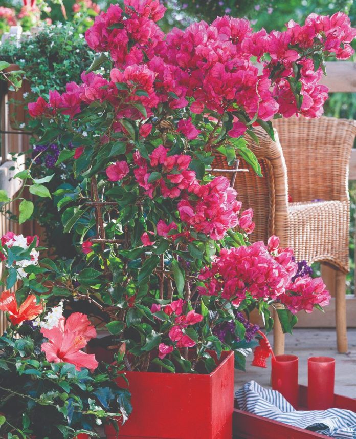 Bugenvilija – ukrasna penjačica dugotrajne cvatnje - Gospodarski list