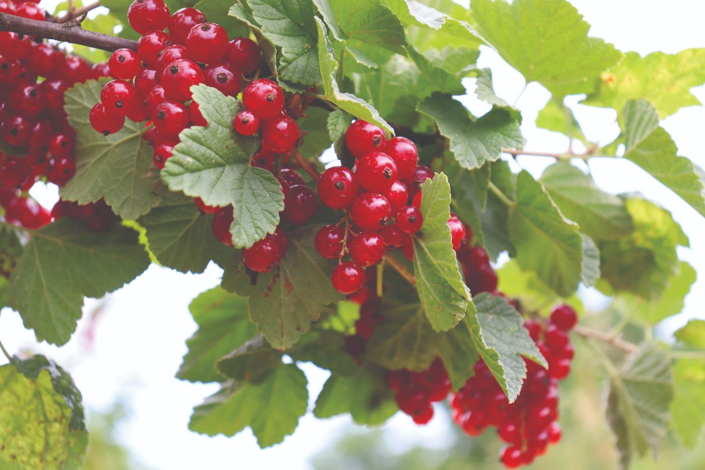Ribiz – bobičasto voće pogodno za ekološki uzgoj - Gospodarski list