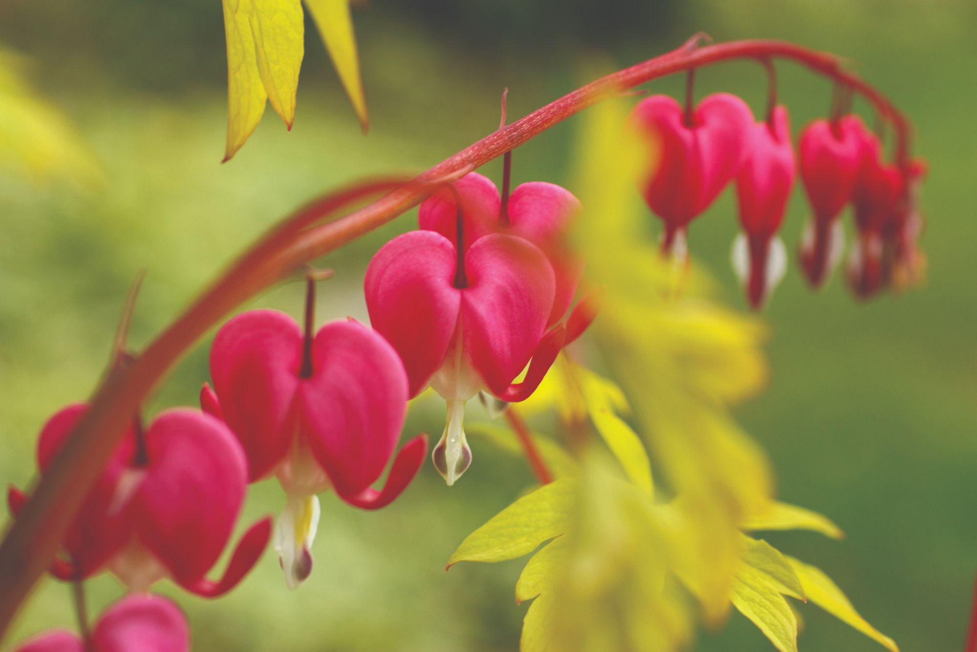 Srdašce - nezahtjevna biljka tradicijskih seoskih vrtova - Gospodarski list