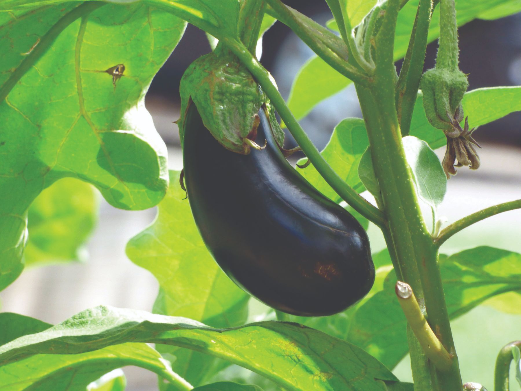 Patlidžan – omiljeno povrće za preradu - Gospodarski list