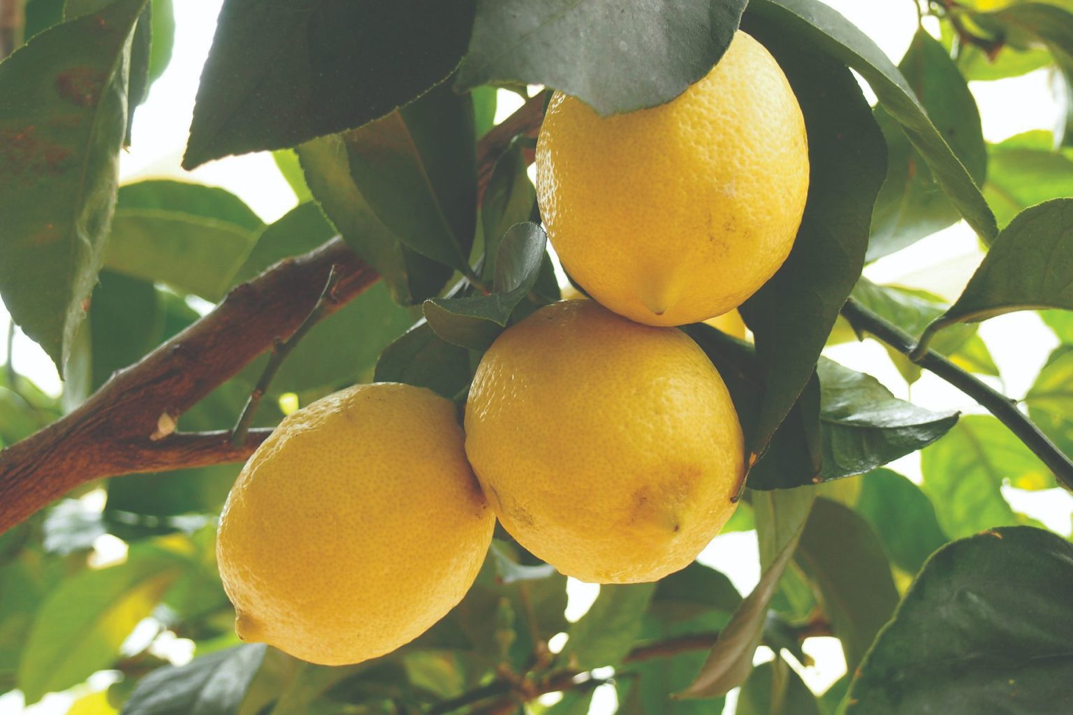 Kako podići nasad masline, smokve i limuna u Dalmaciji? - Gospodarski list