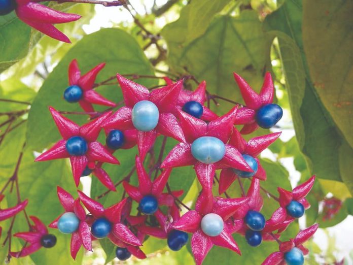 Manja ukrasna stabla za dvorište i vrt - Gospodarski list