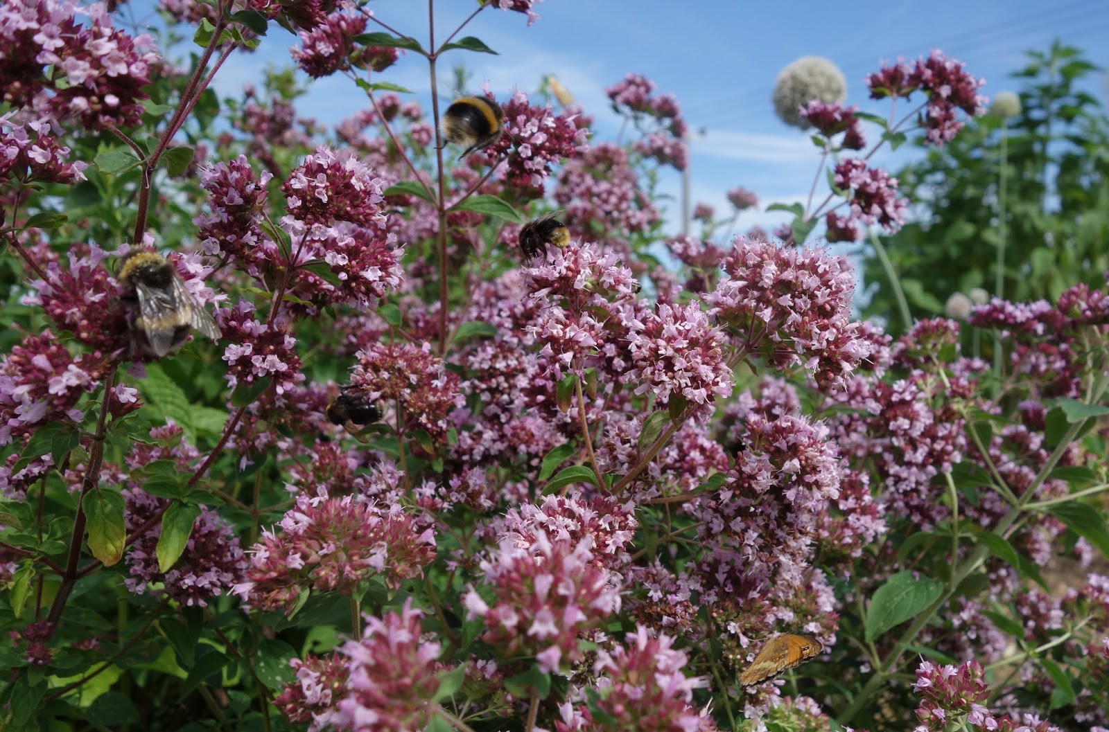Origano umiruje živčani sustav - Gospodarski list