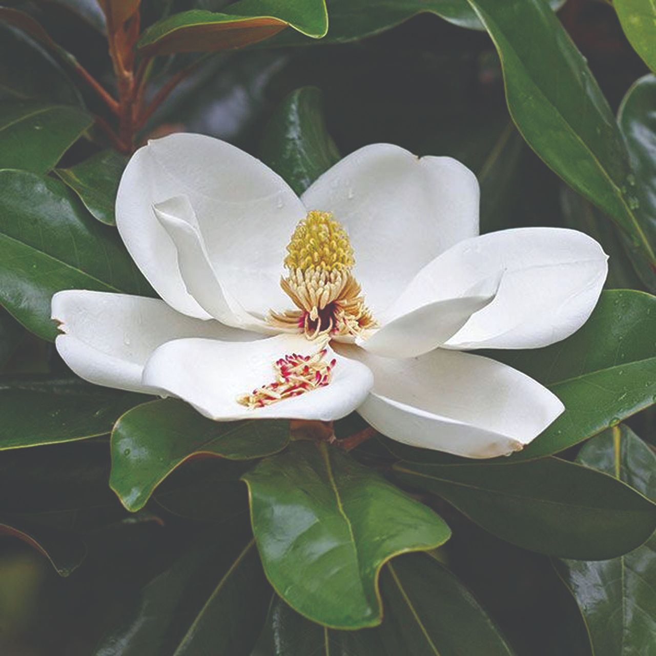 Kako uspješno uzgojiti magnolije? - Gospodarski list