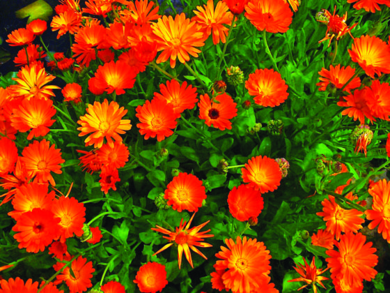 Neven: Ljekovita biljka | uzgoj, sadnja, berba, gnojidba - Gospodarski list