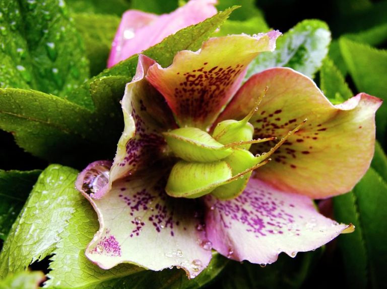 Kukurijek - trajnica zimske cvatnje - Gospodarski list