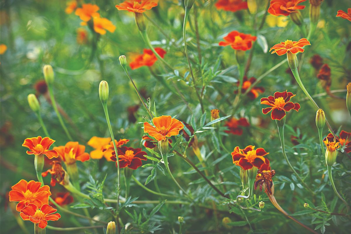 Ljekovit i atraktivan vrt - Gospodarski list