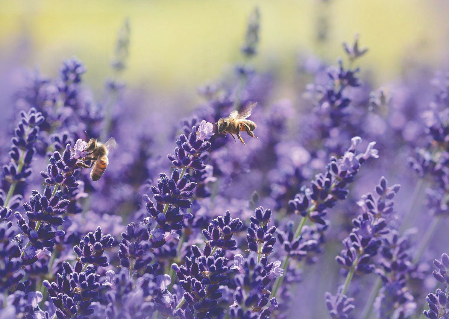 Hvarska lavanda - kraljica mediteranskog bilja - Gospodarski list