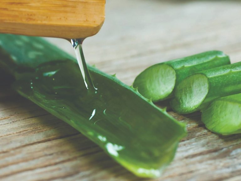 Aloja ili aloe vera - za smirenje upala i jači imunološki sustav ...