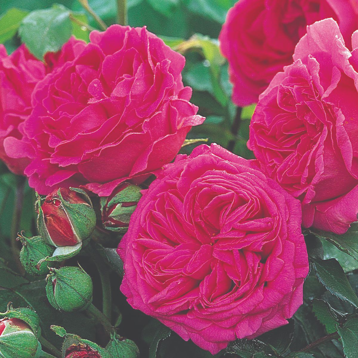 Najljepše ruže za vaš vrt - Gospodarski list