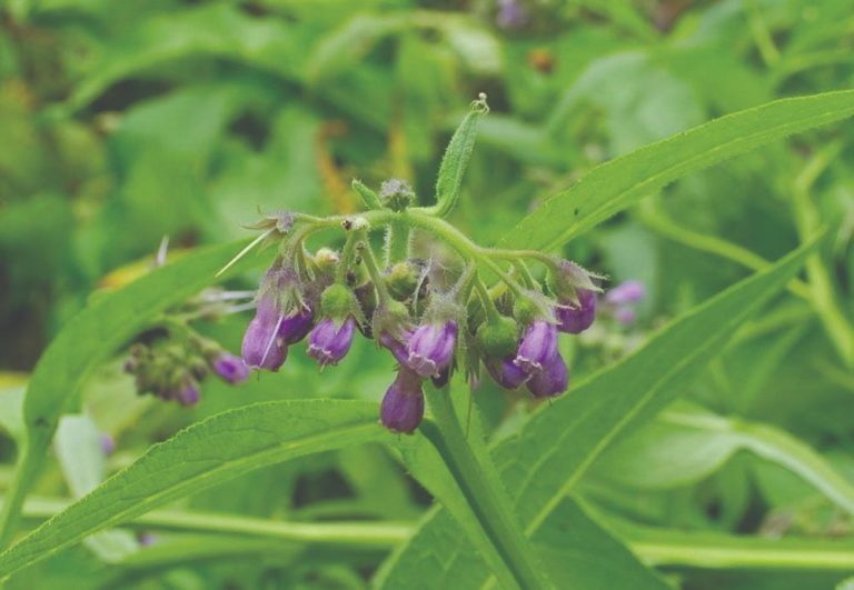 Ljekovit i atraktivan vrt - Gospodarski list